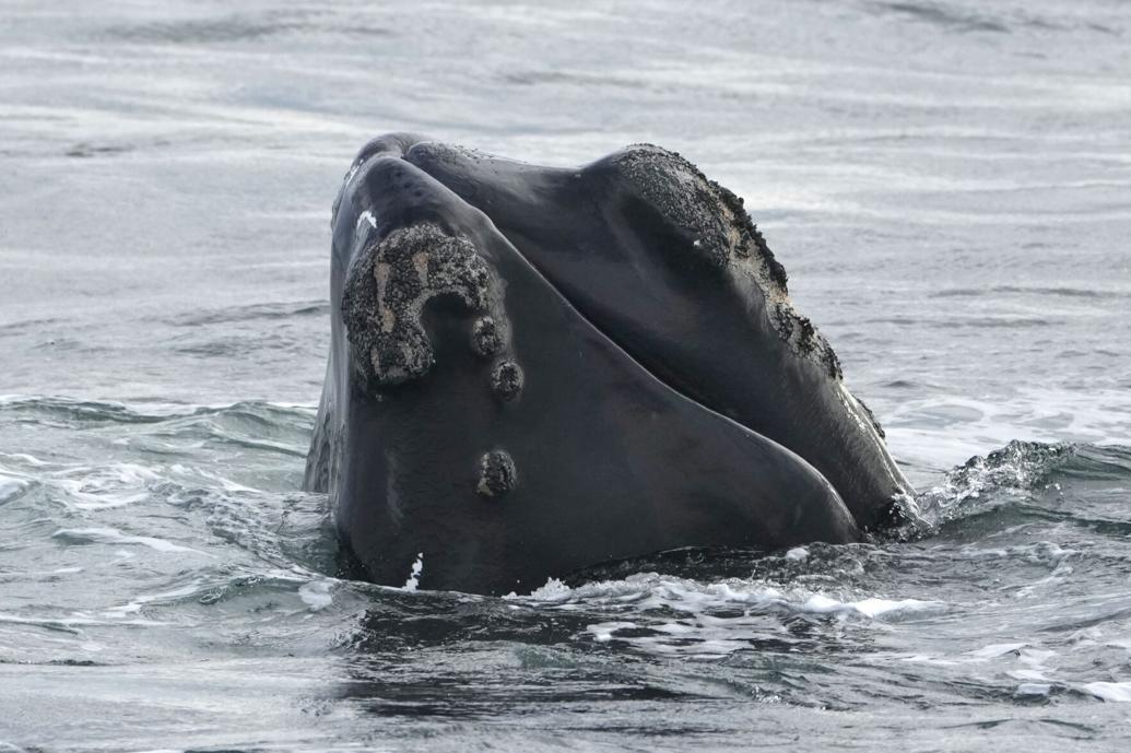 Right whale found entangled in devastating year for species