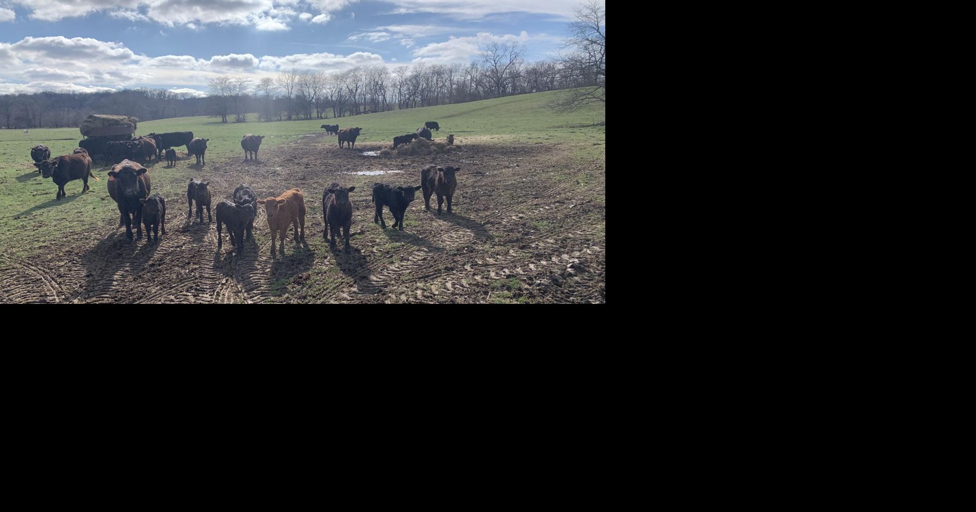 The Cutting Board: Historical stewing and hybrid beefalo