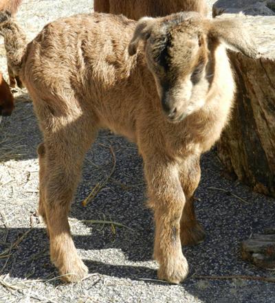 Another San Clemente goat born at Miller Park Zoo