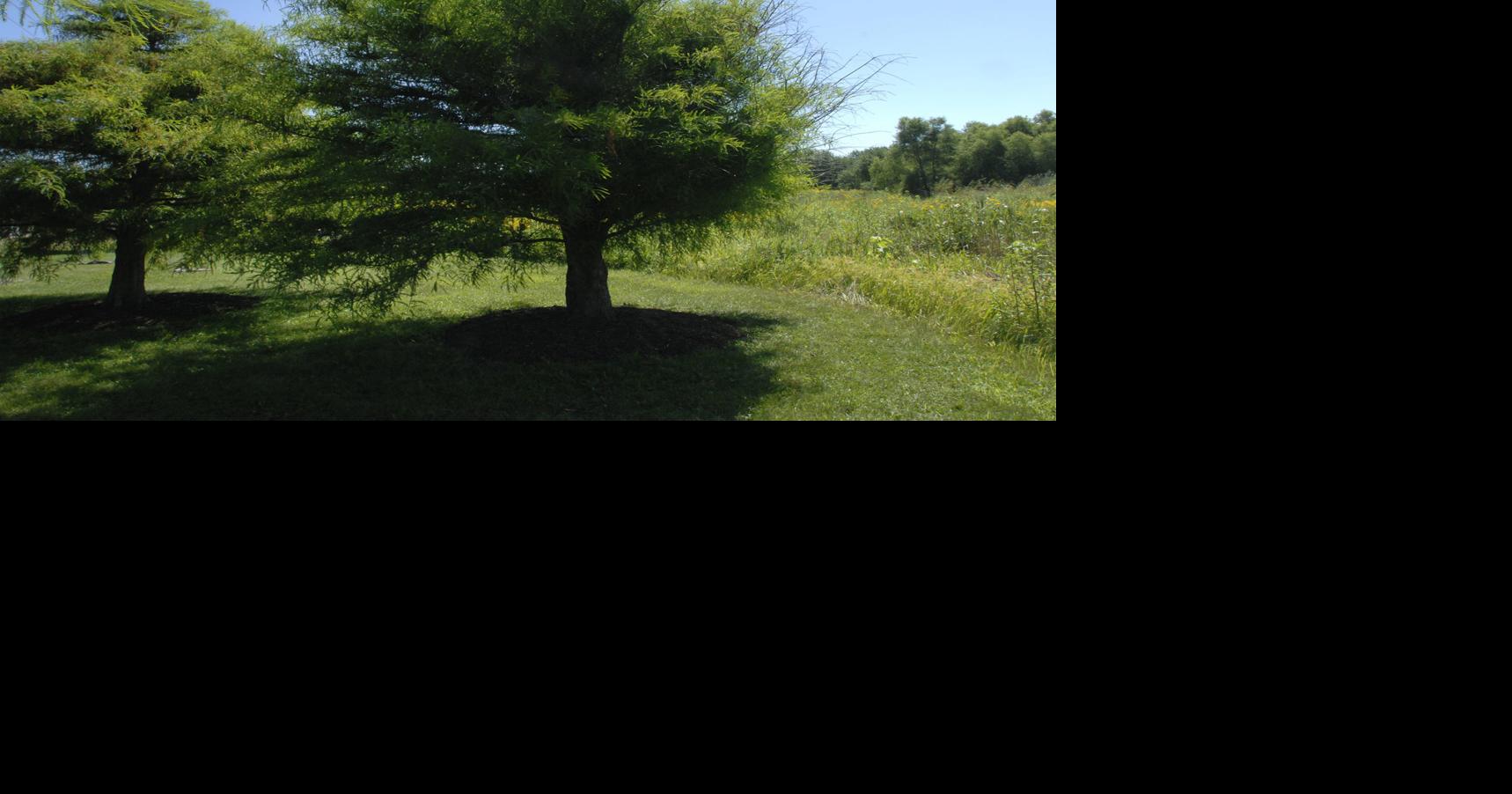 Normal hosting free tree and landscaping seminar Saturday