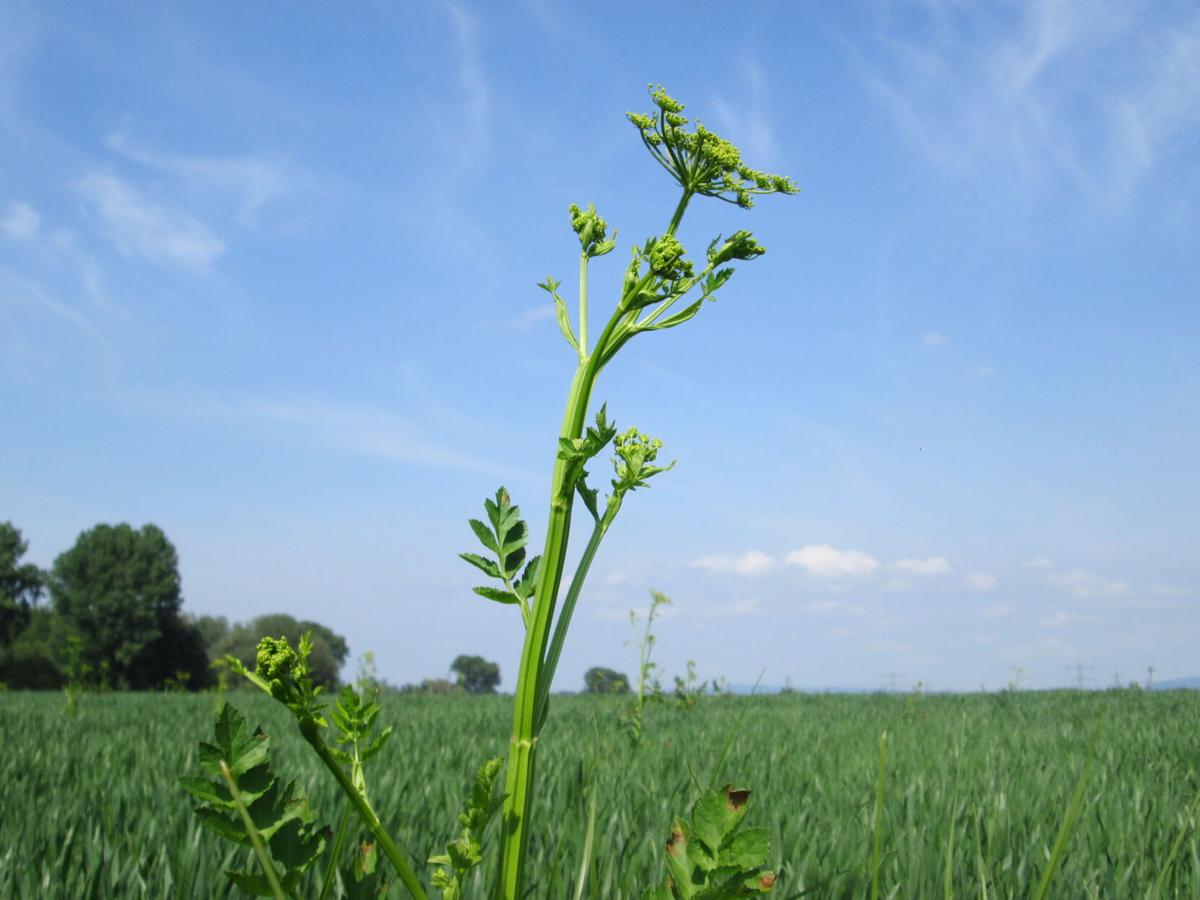 Gardeners Corner: Identify, avoid, and manage invasive wild parsnip