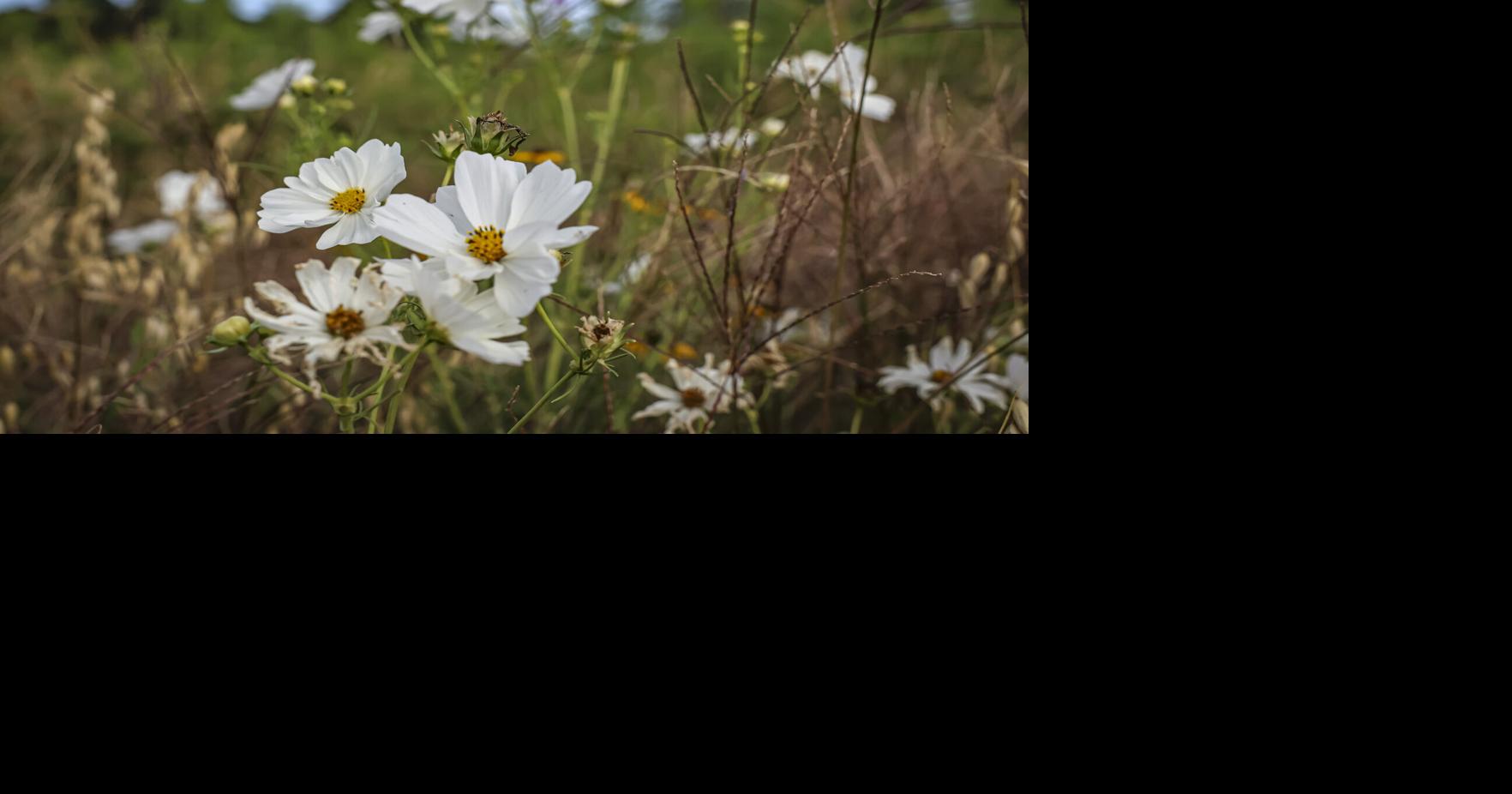 Bloomington Parks and Recreation garden plot rentals 2025