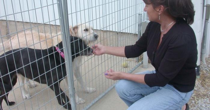 Nonprofit animal shelter facing foreclosure