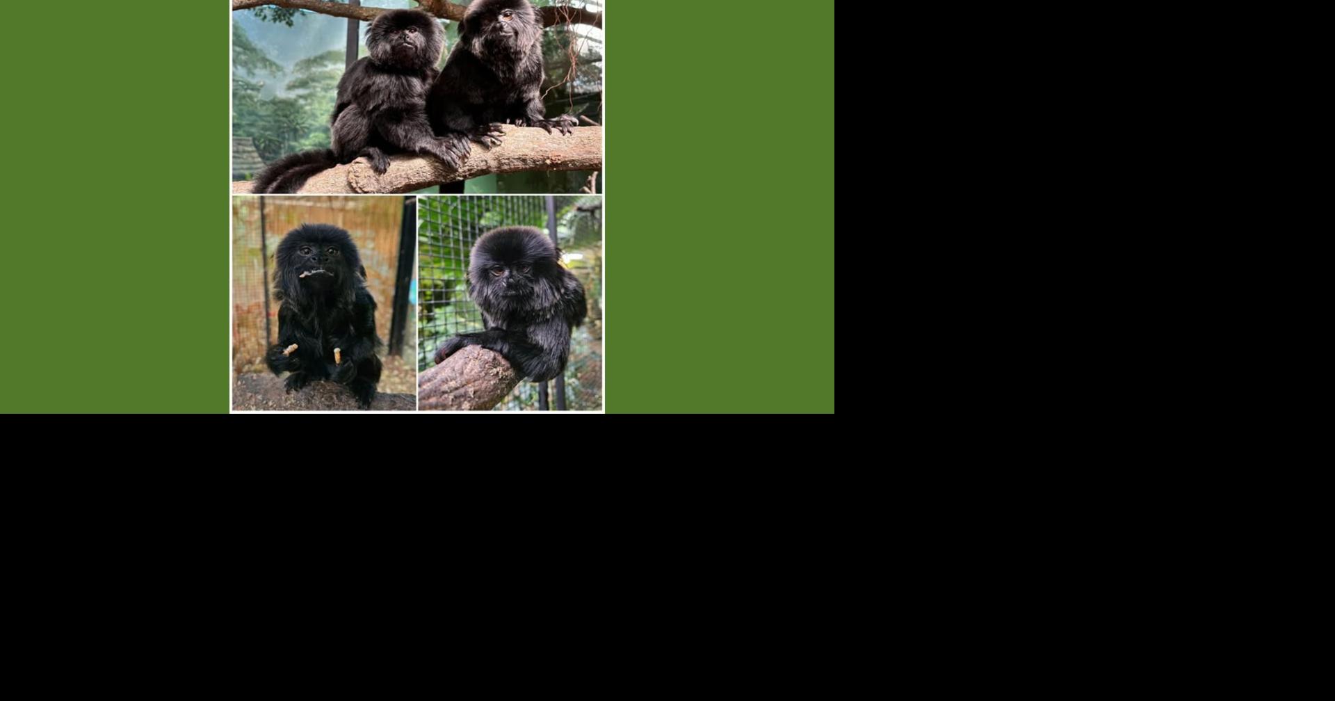 Miller Park Zoo announces loss of callimicos monkeys