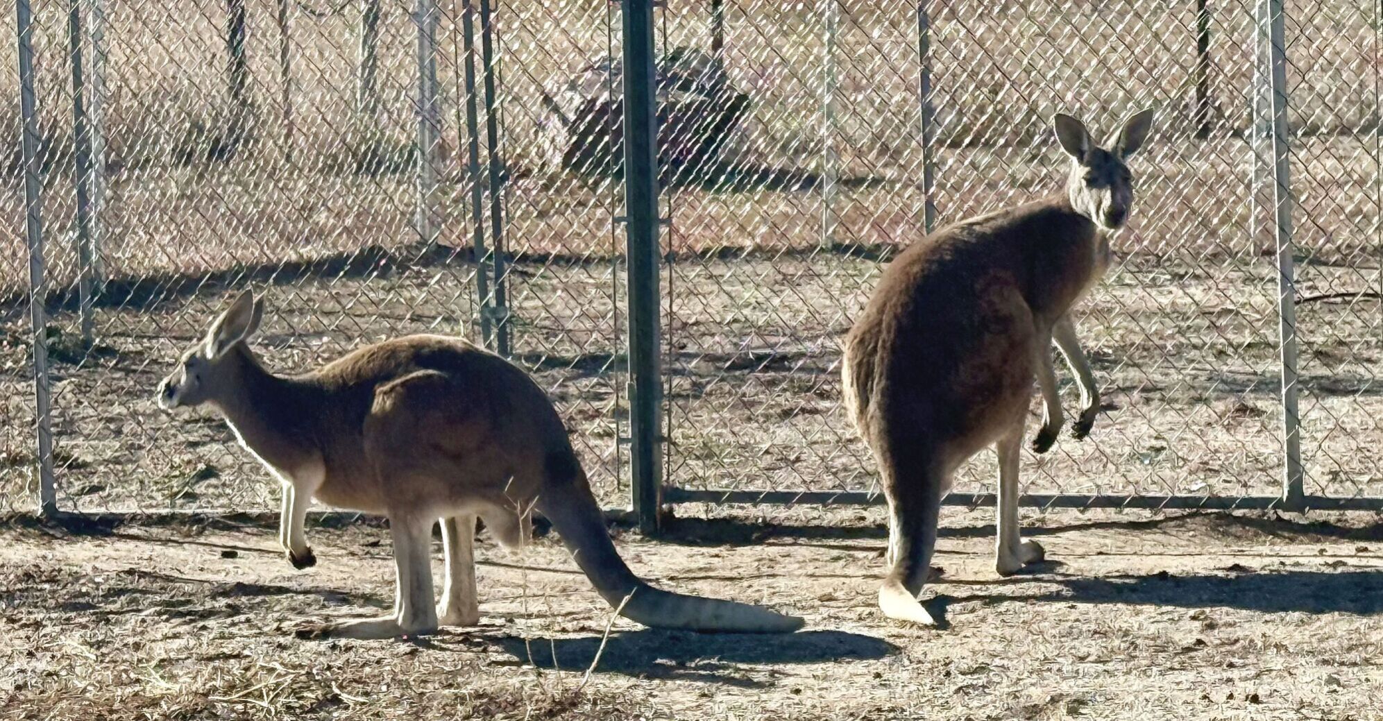Unusual animals abound at Elizabeth facility | Elbert | parkerchronicle.net