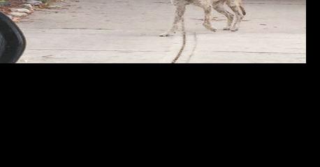 sick coyote behavior