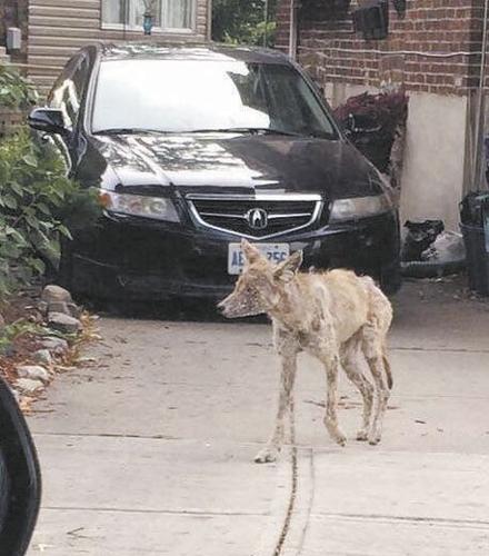 sick coyote behavior