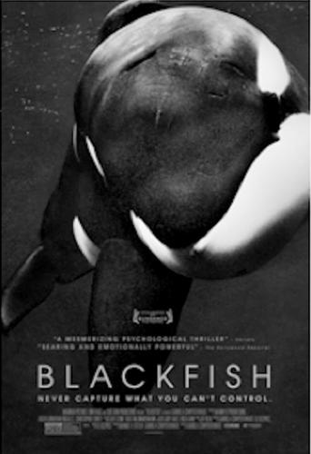 Blackfish, a riveting story of Tilikum, the killer whale