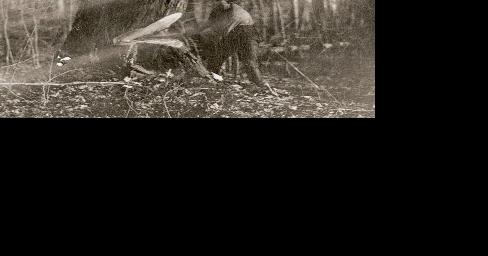 Parry Sound's Macfie: It took an extra large axe to harvest giant pine ...