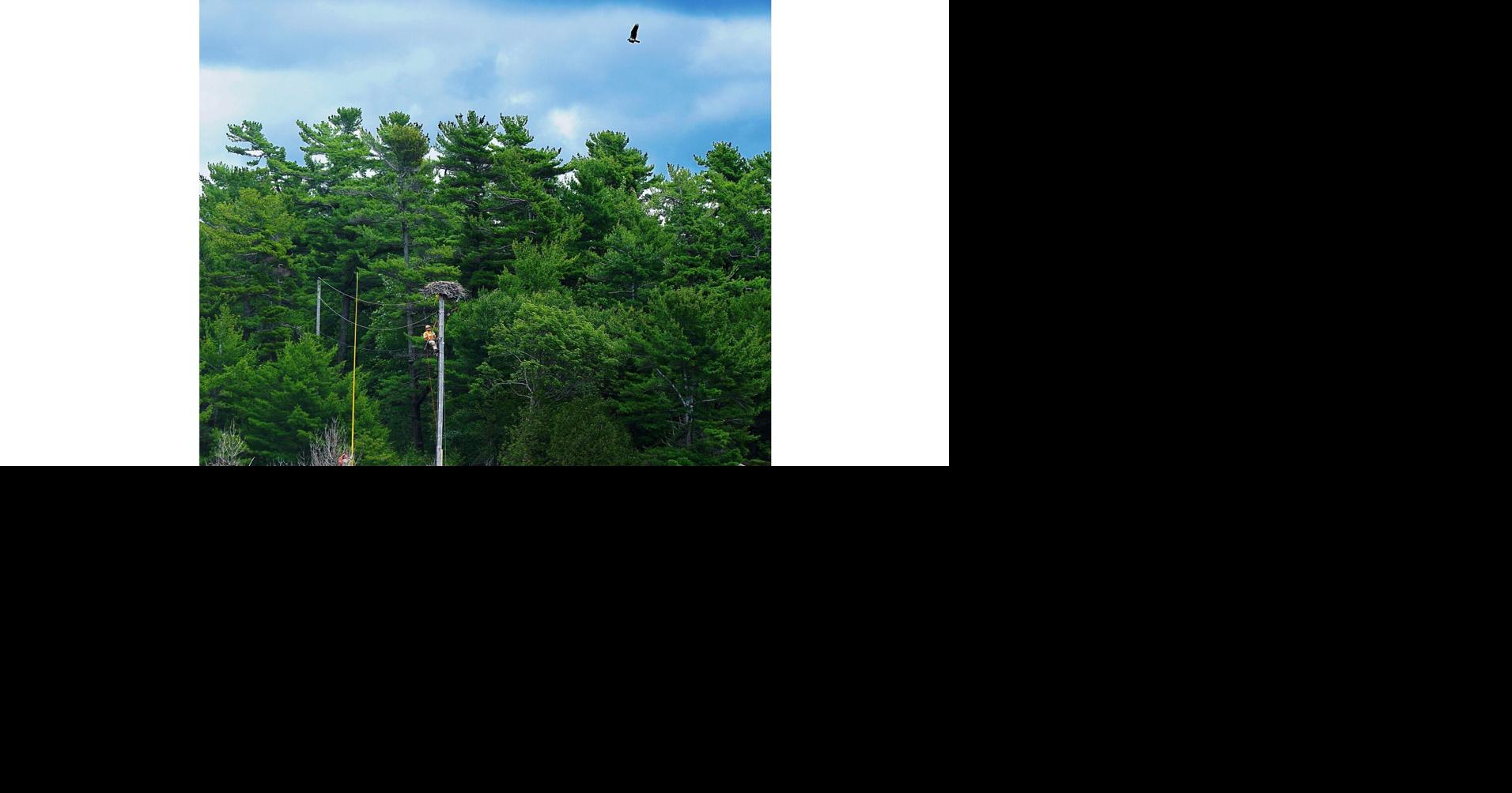 Georgian Bay hydro worker braves mama osprey, restoring power