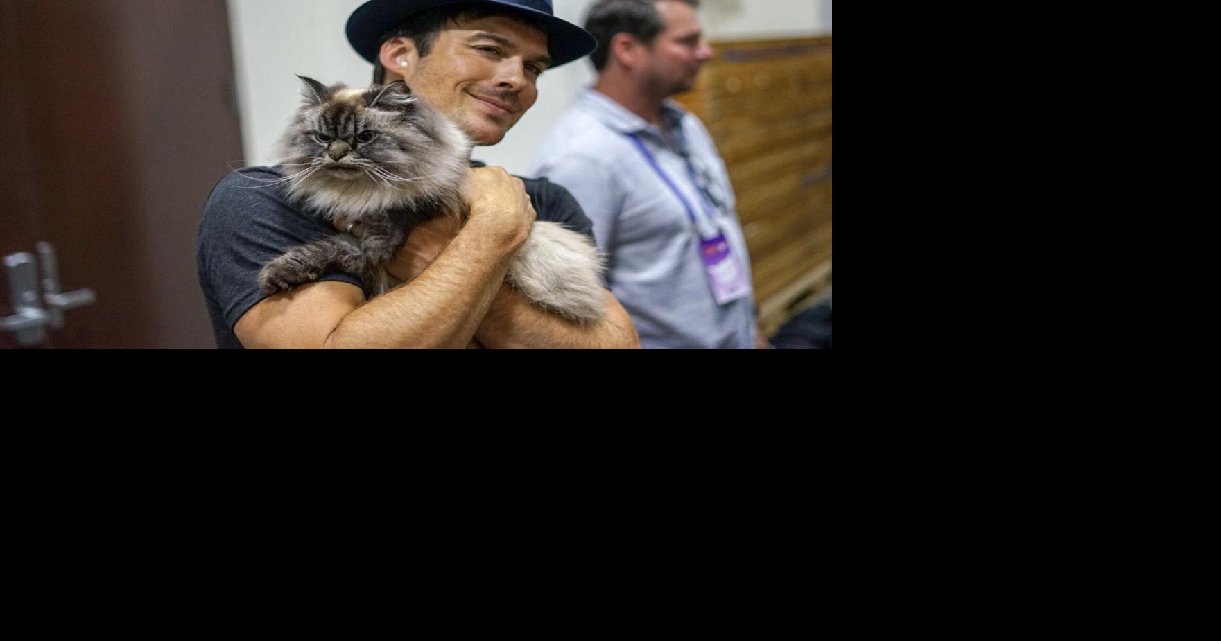 McDougall cat Merlin a California star and Australian guest