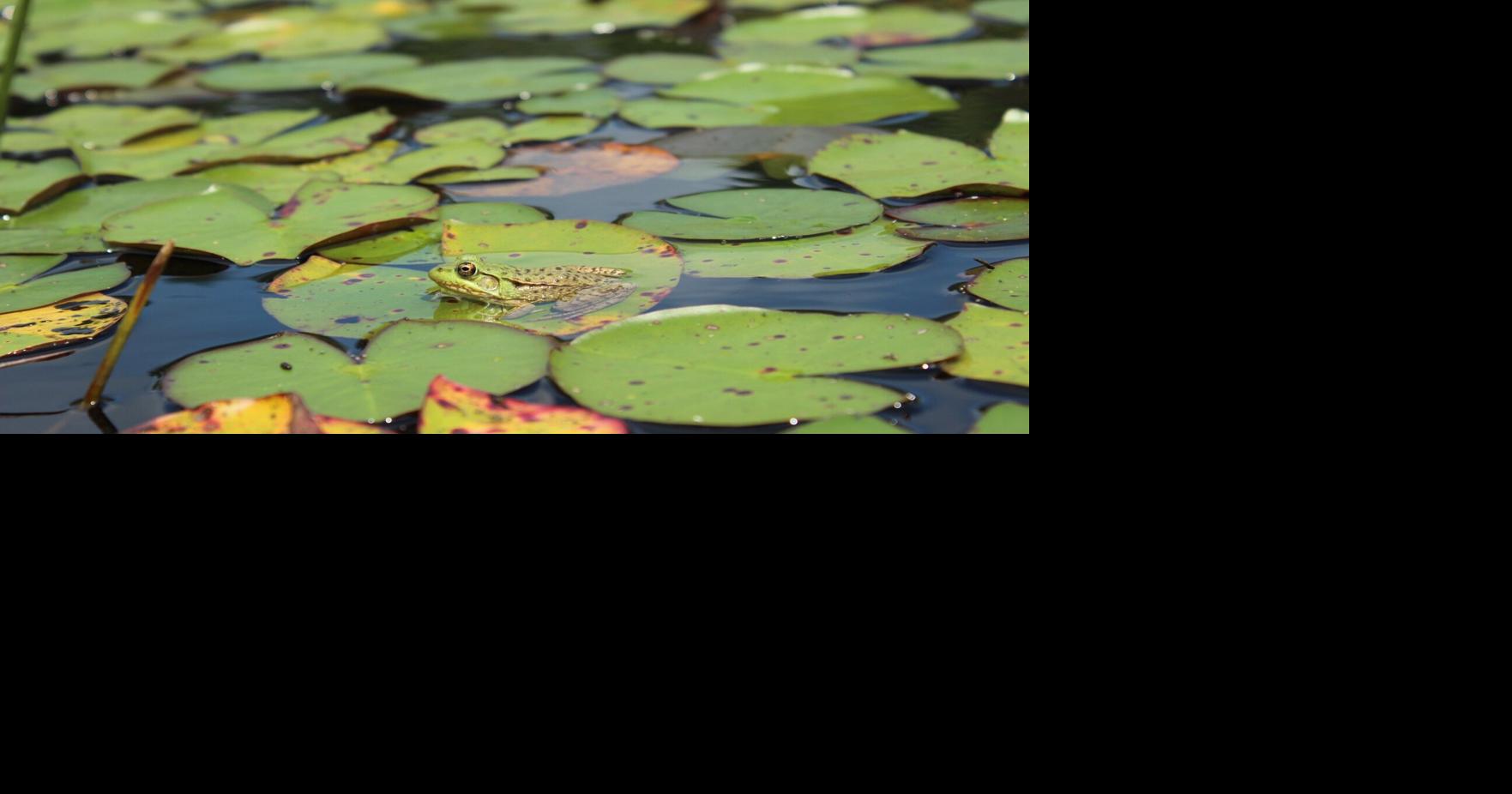 Coastal wetlands: Biodiversity hot spots in eastern Georgian Bay