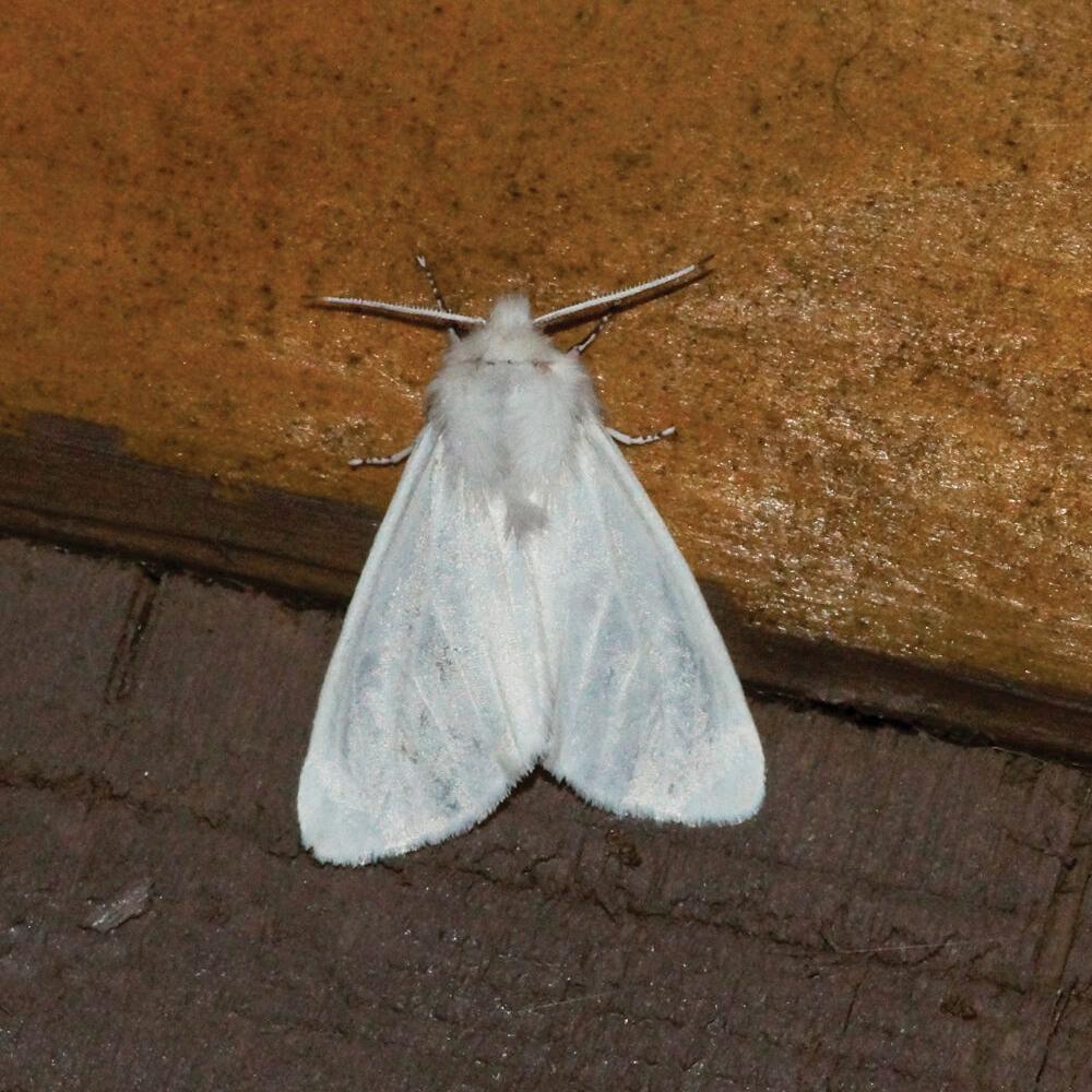 white fluffy moth ontario