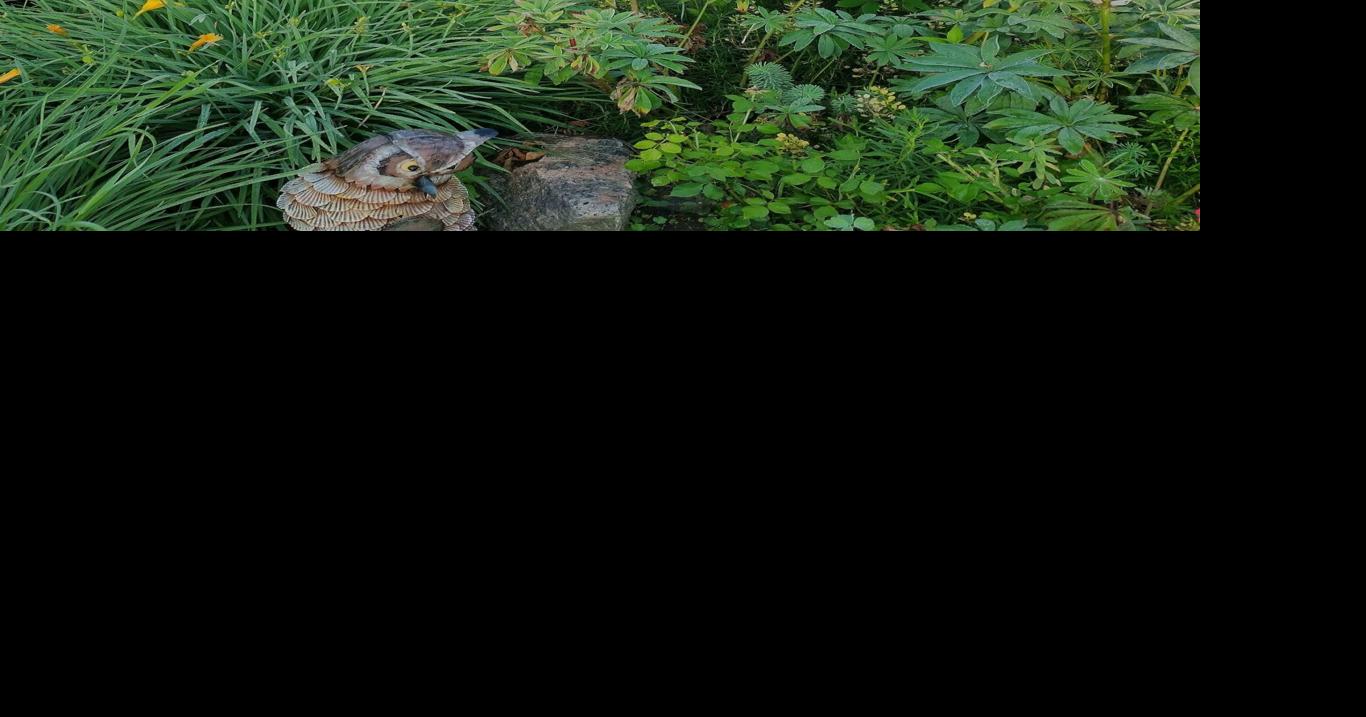 Winner of the best Natural garden in the Parry Sound in Bloom Garden ...