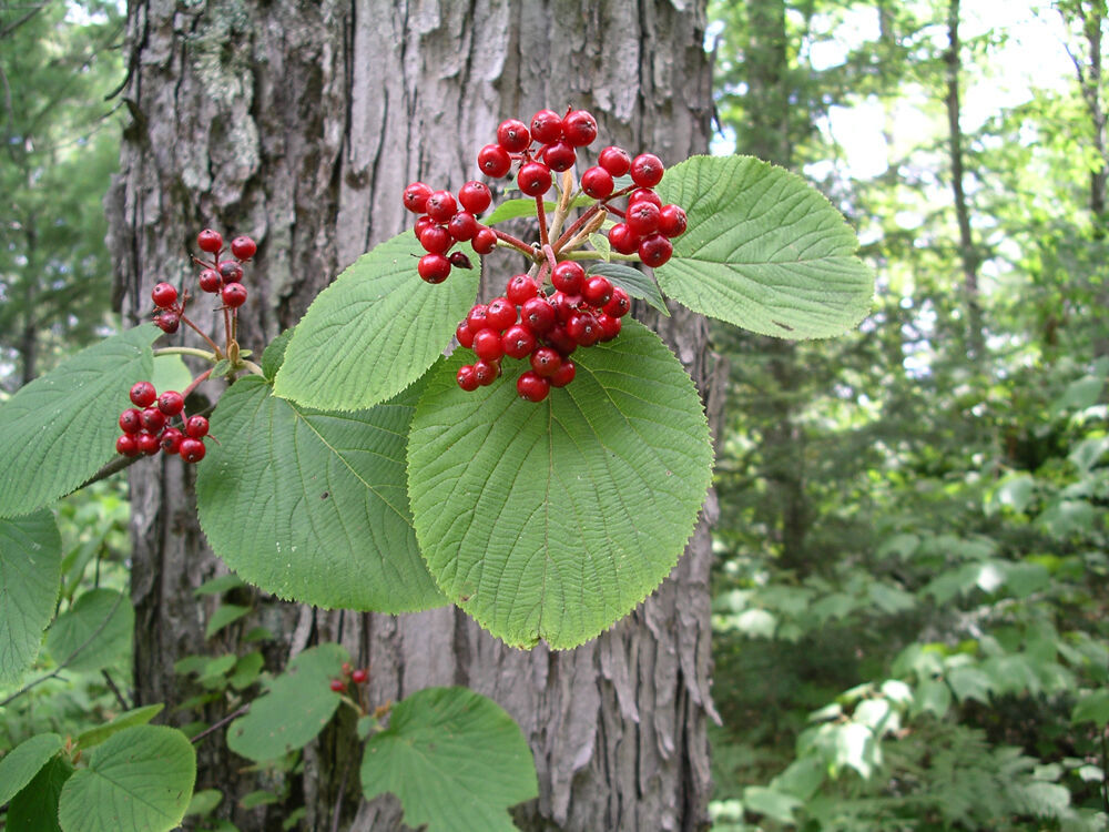 Native Hobblebush shrub beautiful and hardy