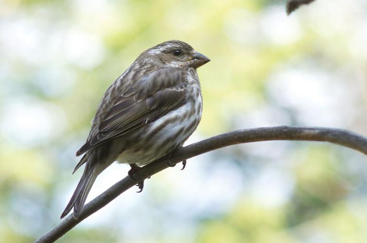 The Purple Finch: One of our most colourful birds