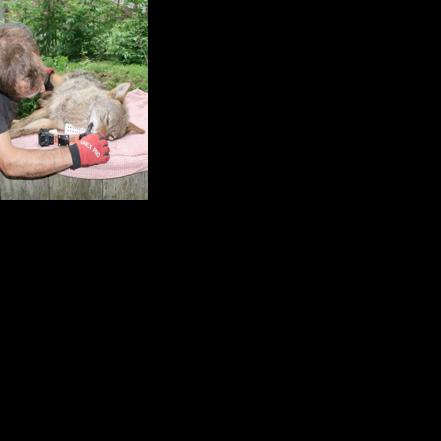 Snared in a trap line, three-legged wolf gets new lease on life