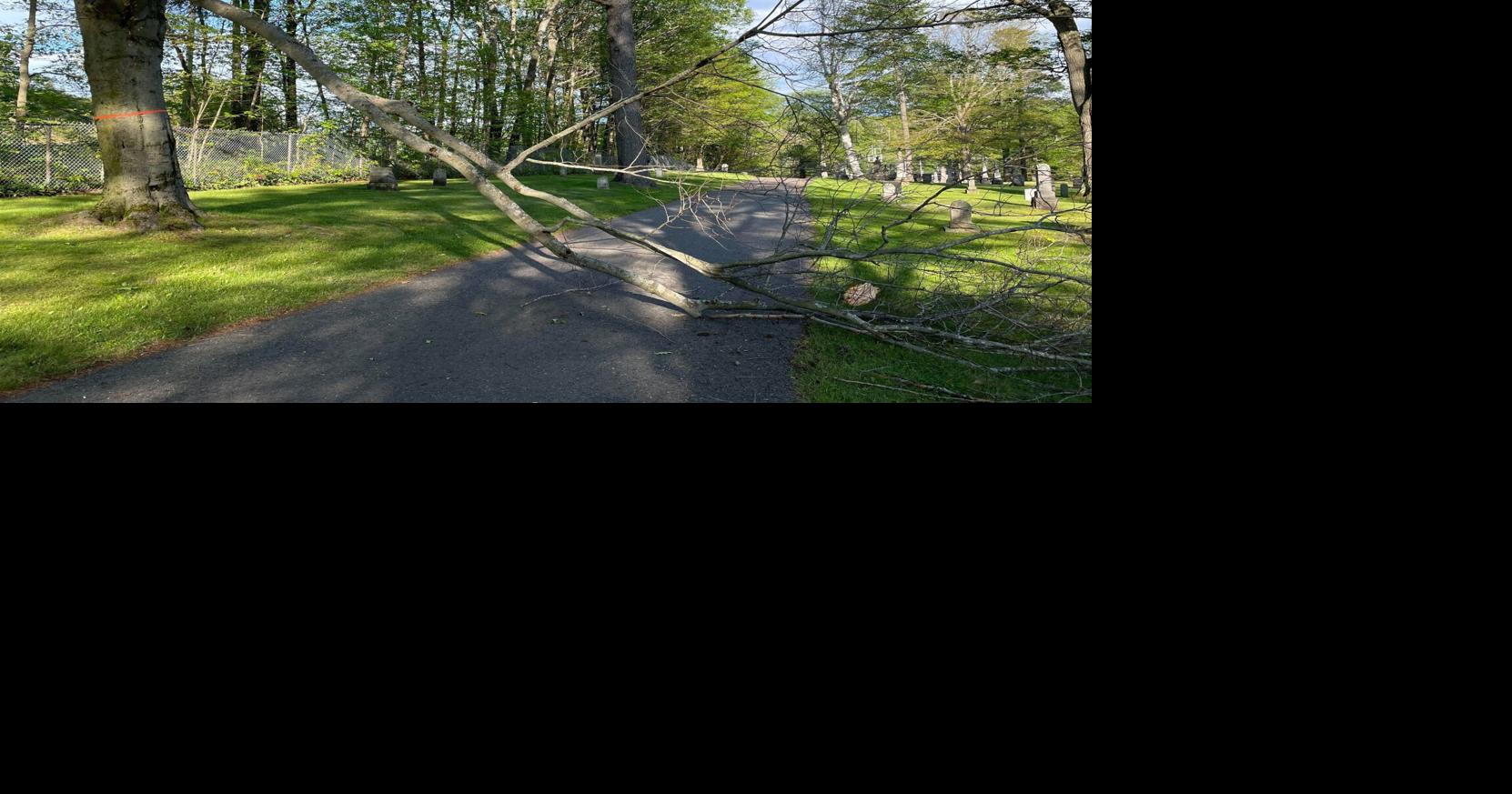 What's going on here? Ribbons mark trees inside Parry Sound cemetery
