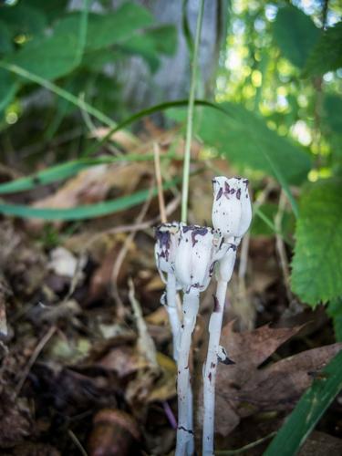 Parry Sound one of many stops along the Pearl Mist’s Great Lakes journey