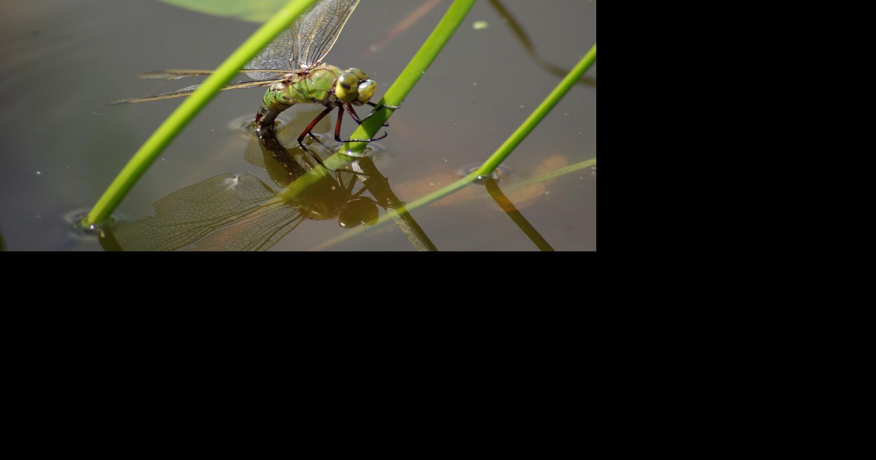 Dragonflies sound the alarm for biodiversity, the municipality of ...