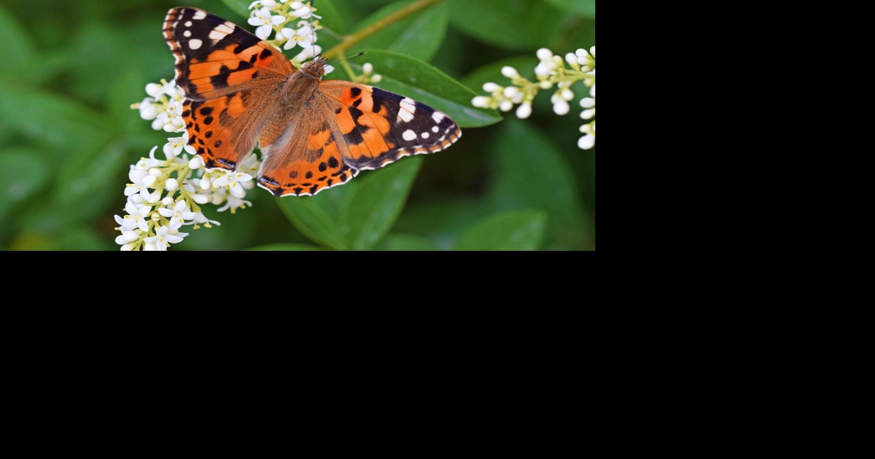 Hospice West Parry Sound to host annual butterfly release