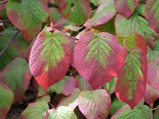 Native Hobblebush shrub beautiful and hardy