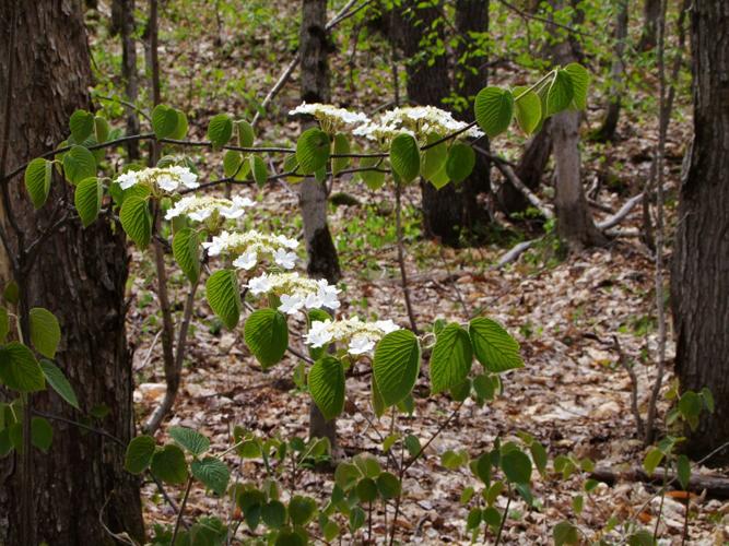Native Hobblebush shrub beautiful and hardy