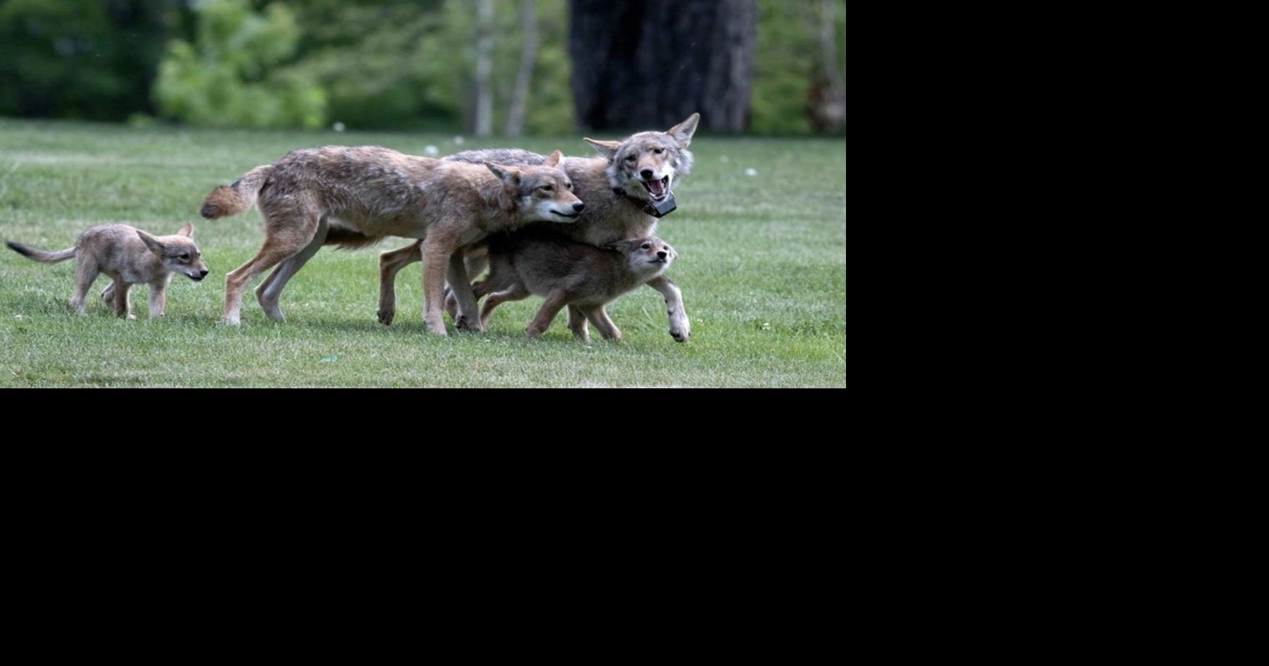 Should using trapped wild animals to train hunting dogs continue? Parry ...