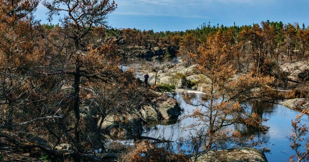 What will rise from the ashes of 2018 Parry Sound 33 forest fire?