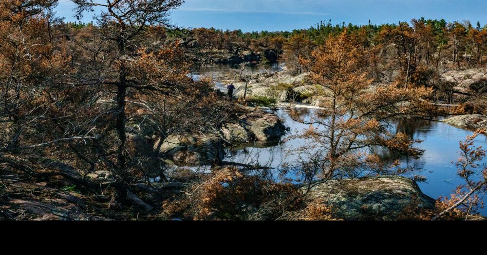 What will rise from the ashes of 2018 Parry Sound 33 forest fire?