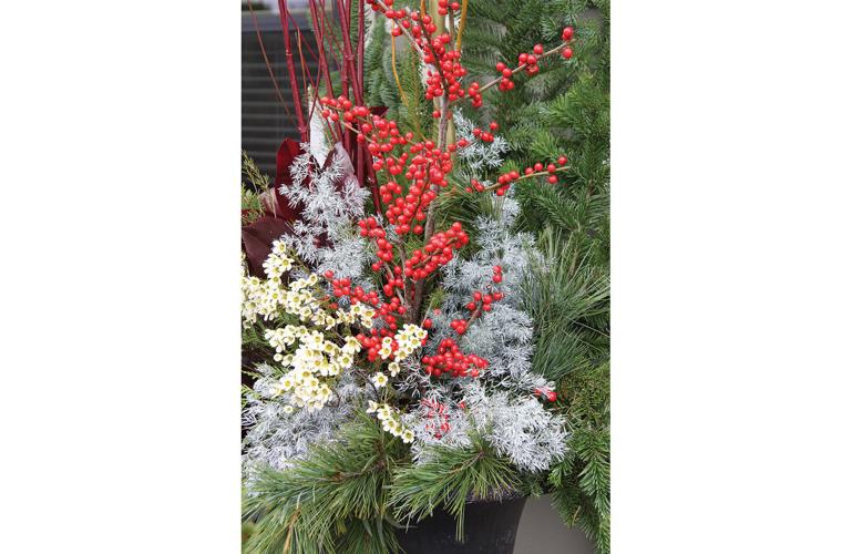 Traditions and legends on using evergreens to decorate for Christmas