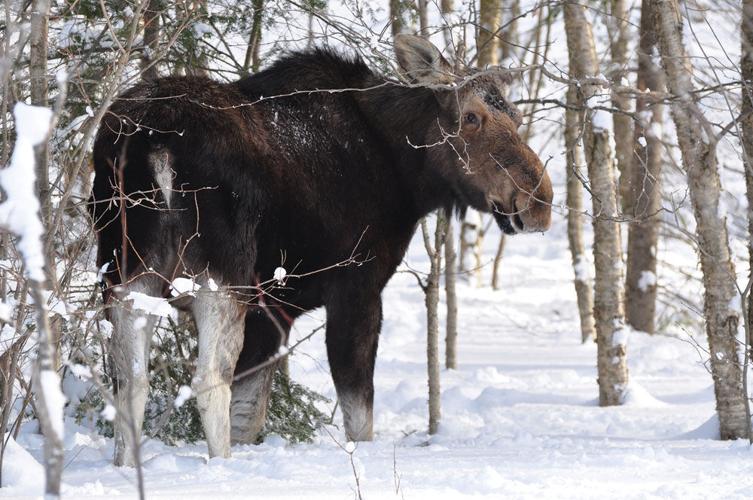 A winter wildlife hike in the magical wonderland of Parry Sound's forests