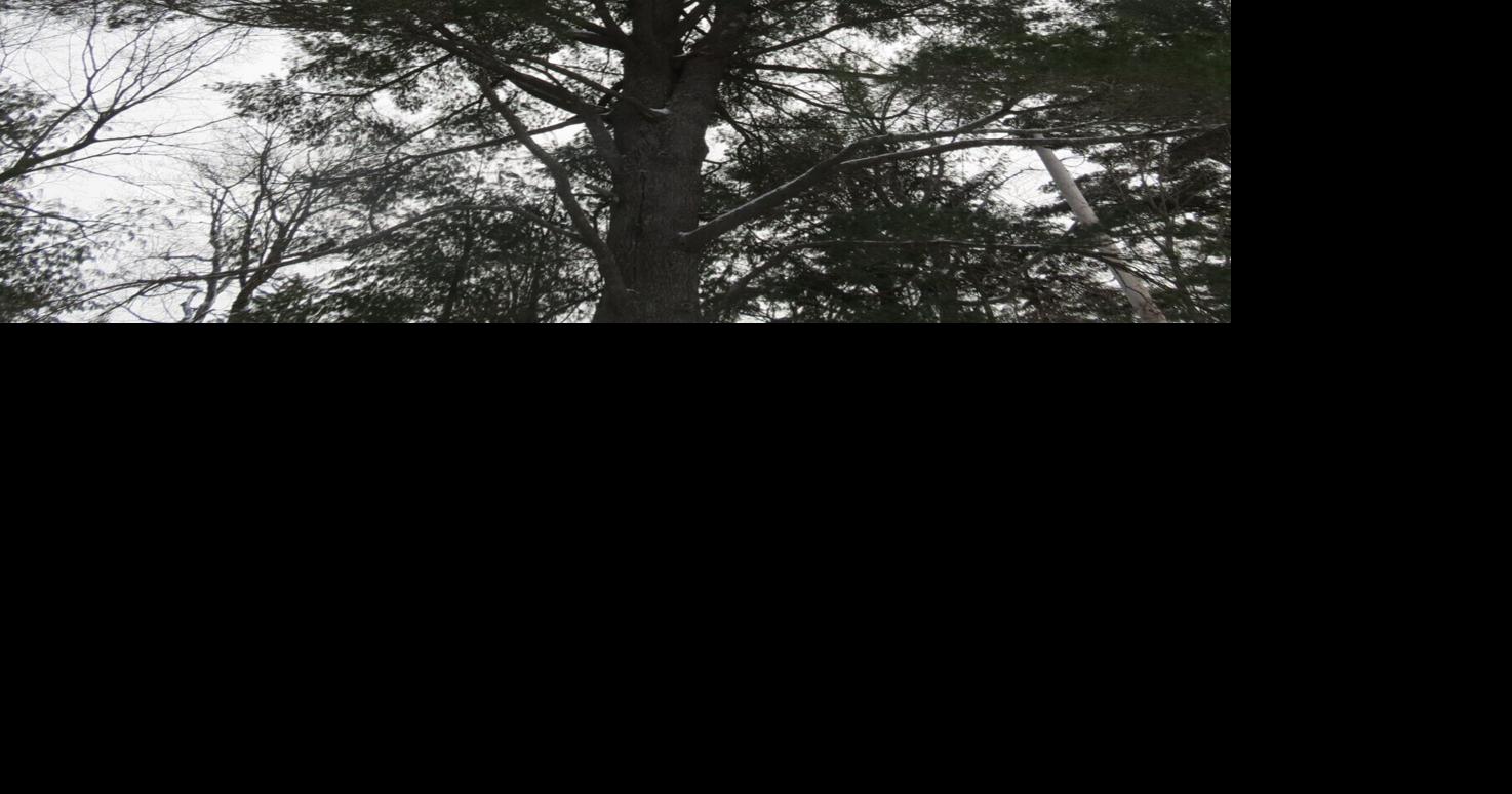 Meditating on the white pine, Ontario's tree emblem: Parry Sound ...