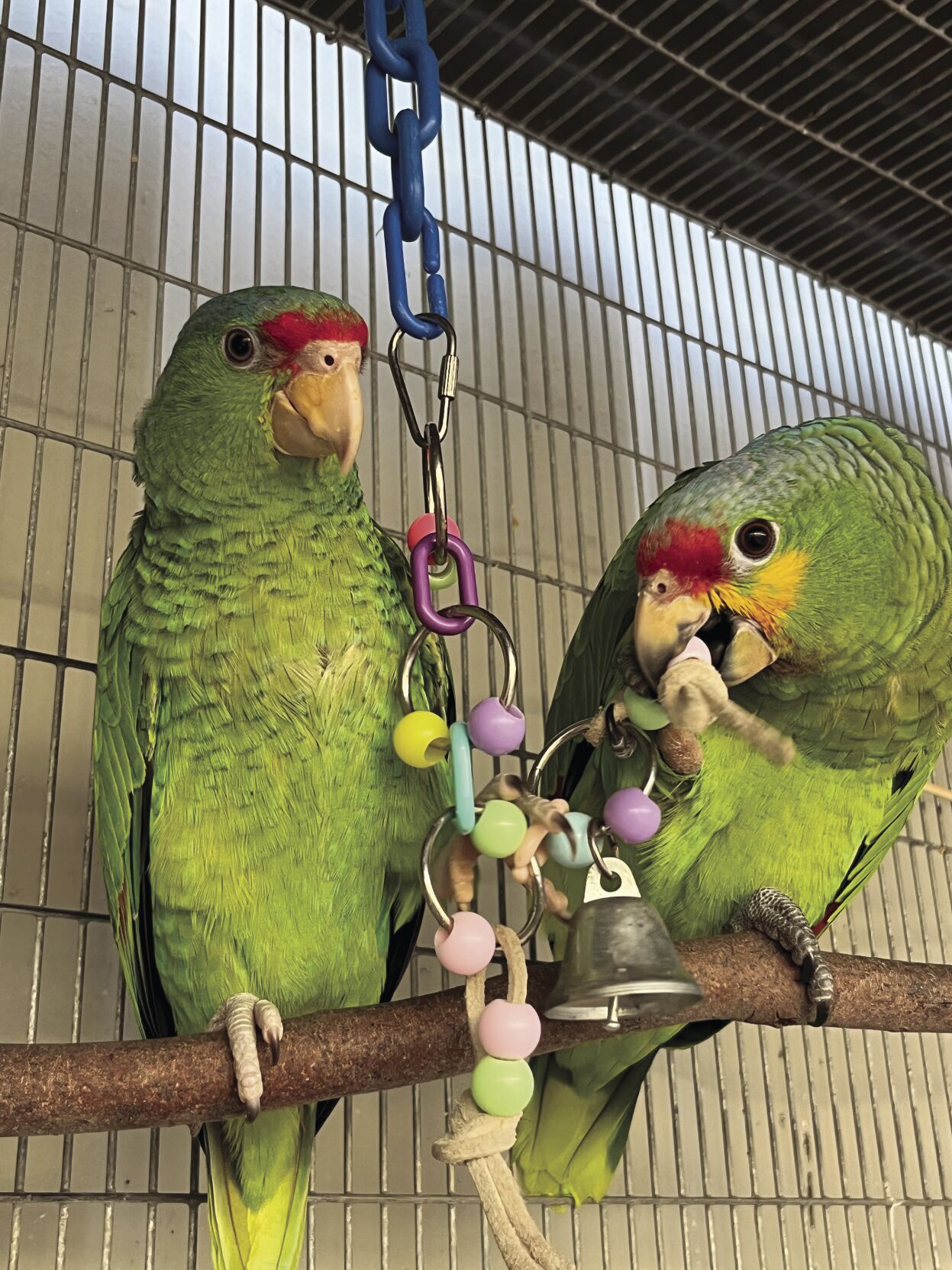 Flying High Again: Nonprofit rehabilitates injured parrots | Feature ...