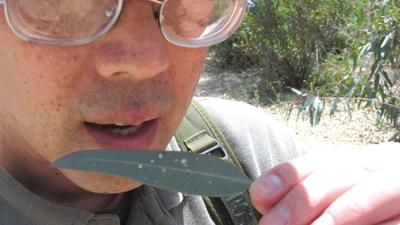 Tracing Roots: Australia’s dominant tree has naturalized in U.S ...