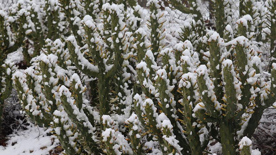 Historical storm | Feature Stories | pasadenaweekly.com