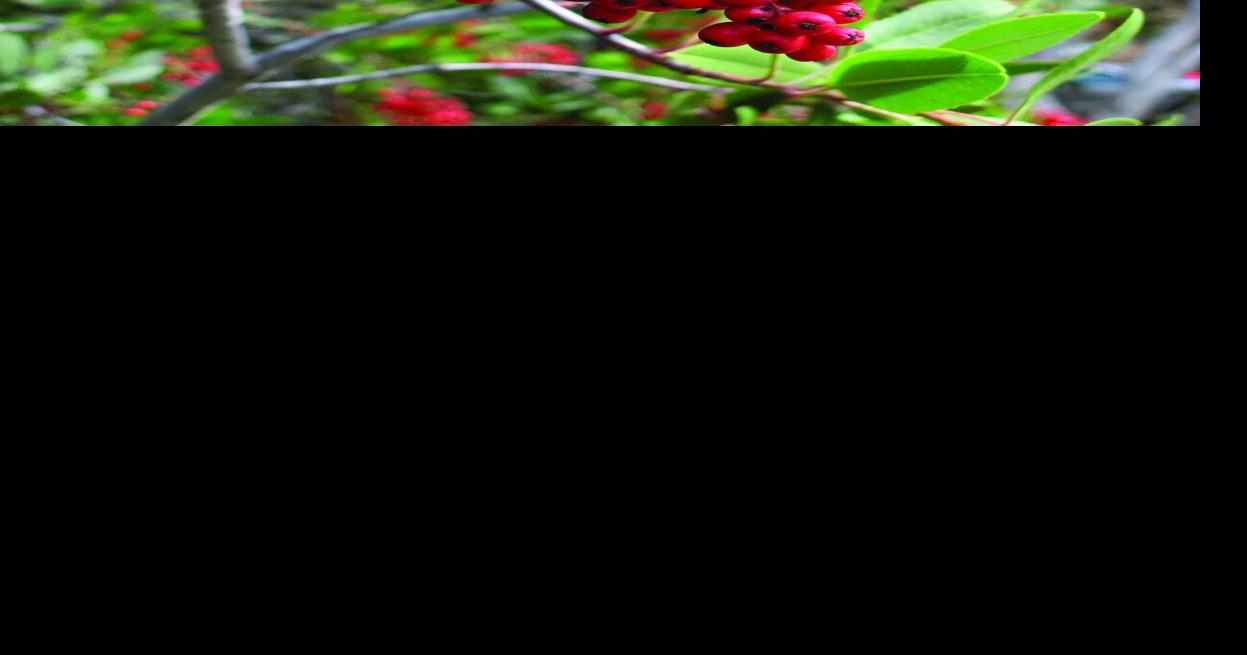 The Native Toyon Berries: A traditional native food which matures in ...