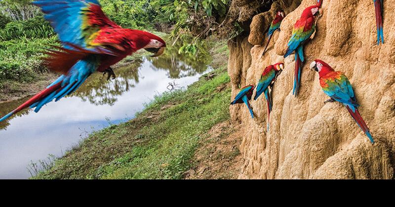 National Geographic photographer Charlie Hamilton James talks at ...