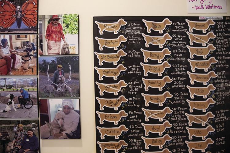 Service Dogs Save the Day: Standard poodles are setting the standard ...