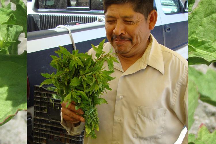 Getting to know epazote, a favorite in Mexican recipes | Feature ...