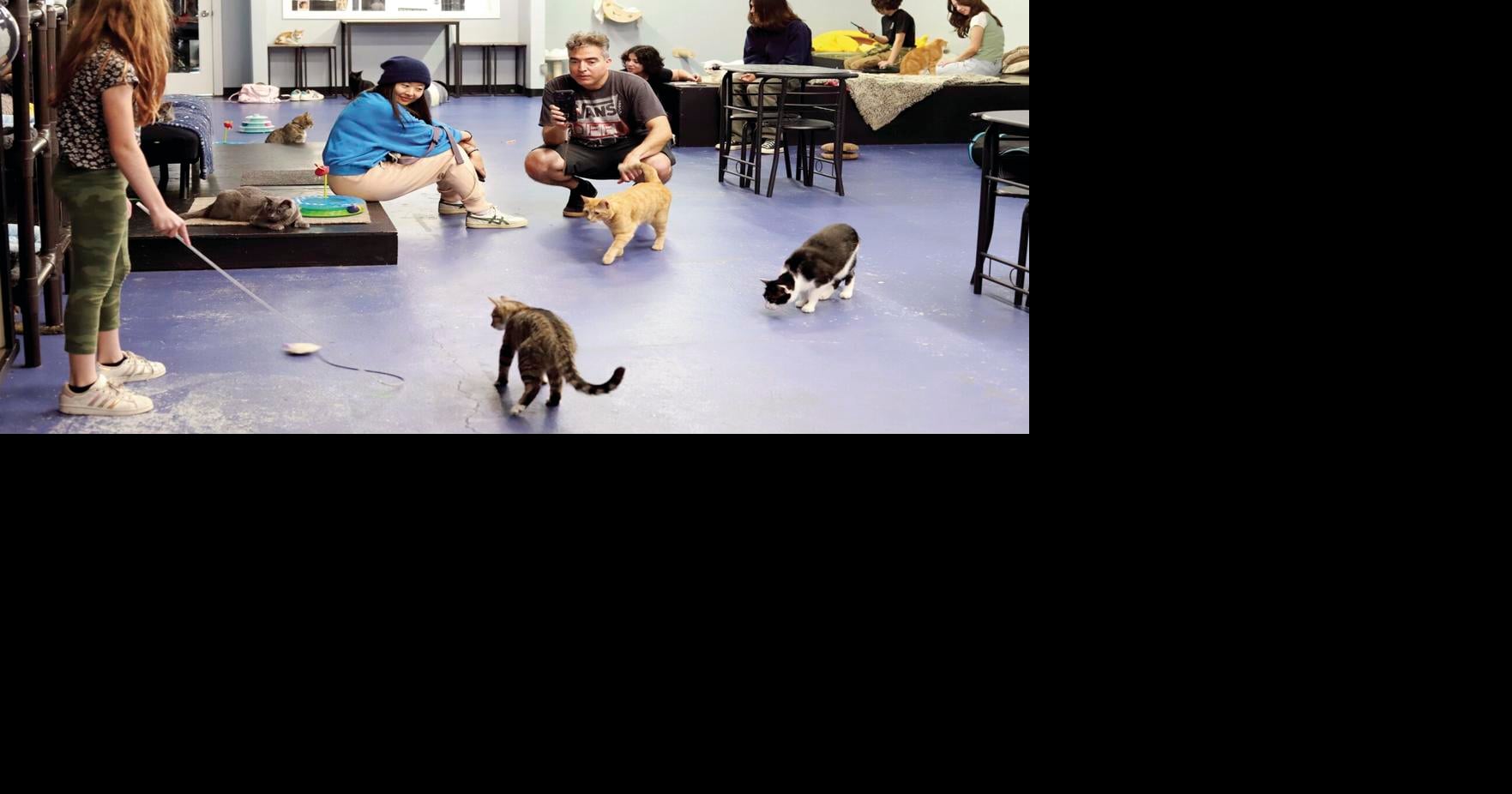 Feline Inspired Art: Tail Town Cats Cafe puts on cat-inspired Meow N ...