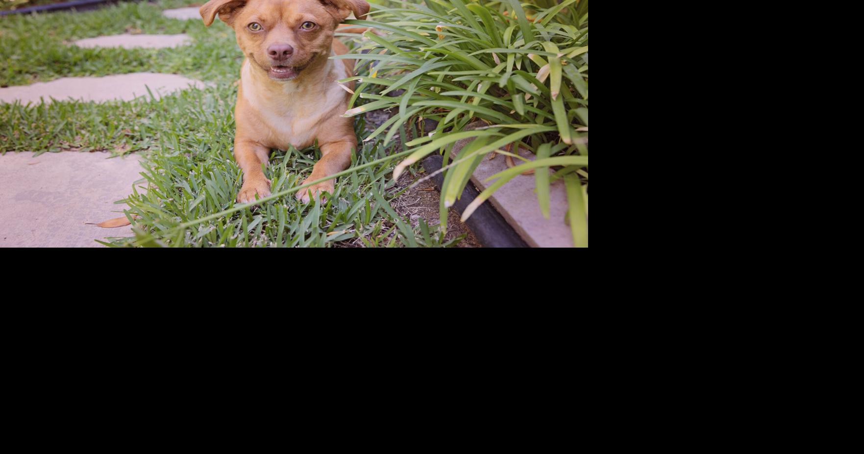 Models Wanted: Pasadena Humane celebrates furry friends | Feature ...