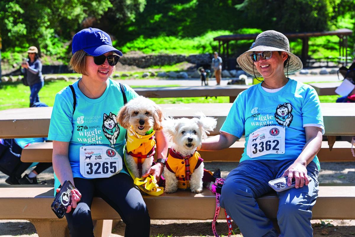 Wiggle Waggle Walk & Run: Pasadena Humane fundraiser returns to support ...