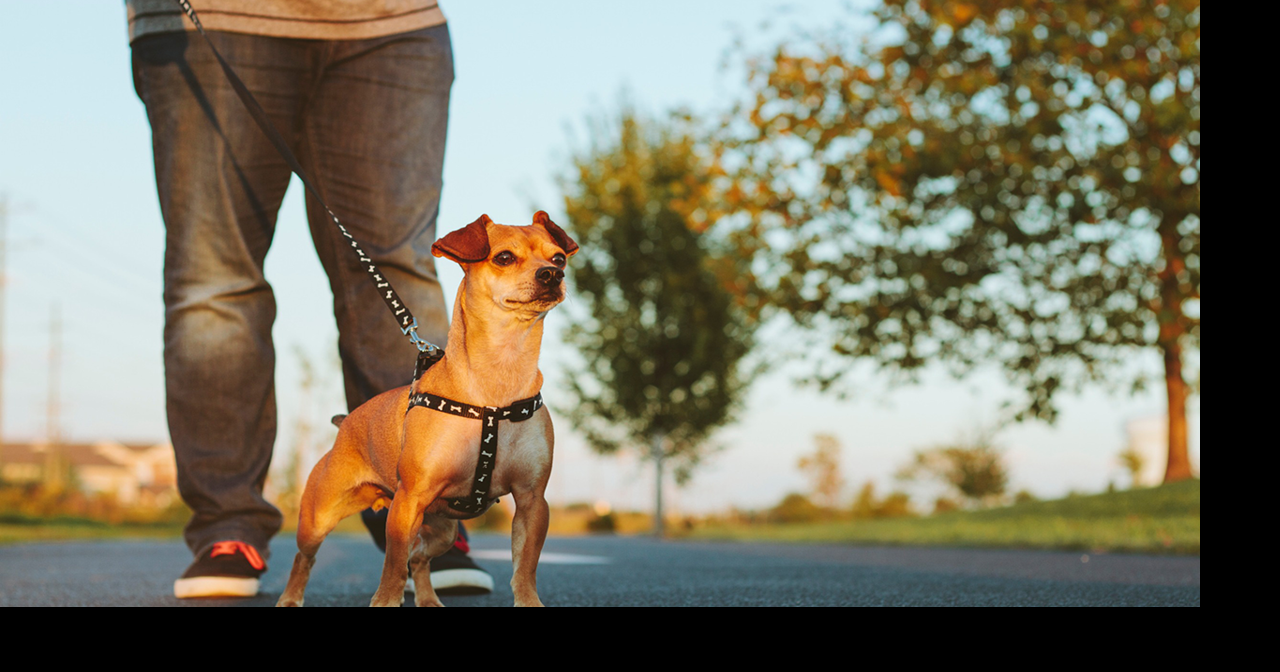 ‘Stricter Enforcement’: City of Pasadena begins issuing citations to ...