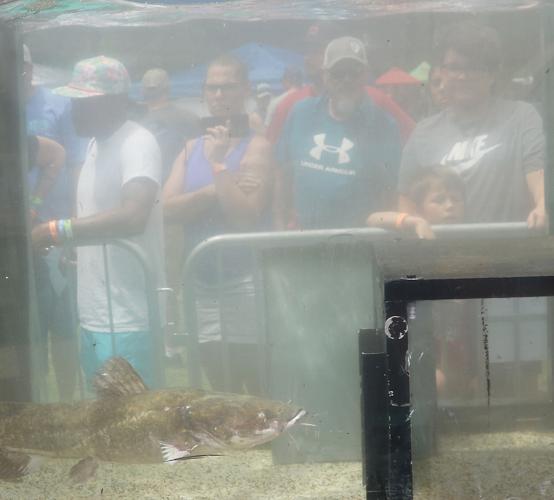 Noodlers bring in the big fish | News | paulsvalleydailydemocrat.com