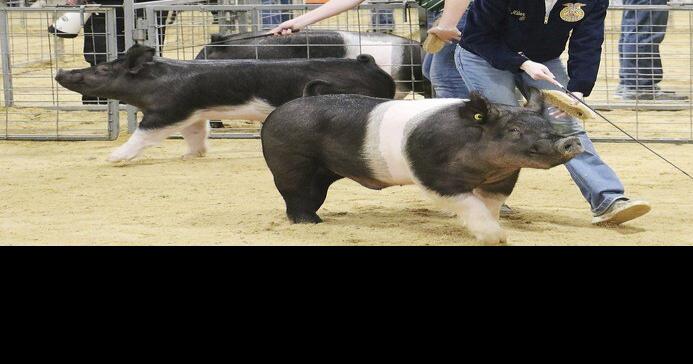 Hog heaven at livestock show | Local News | paulsvalleydailydemocrat.com