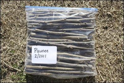 Now's the time for pecan graftwood | Community ...