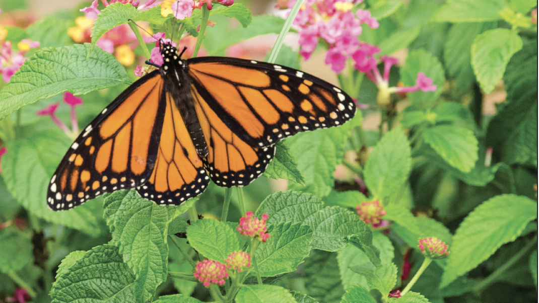 paulsvalleydailydemocrat.com