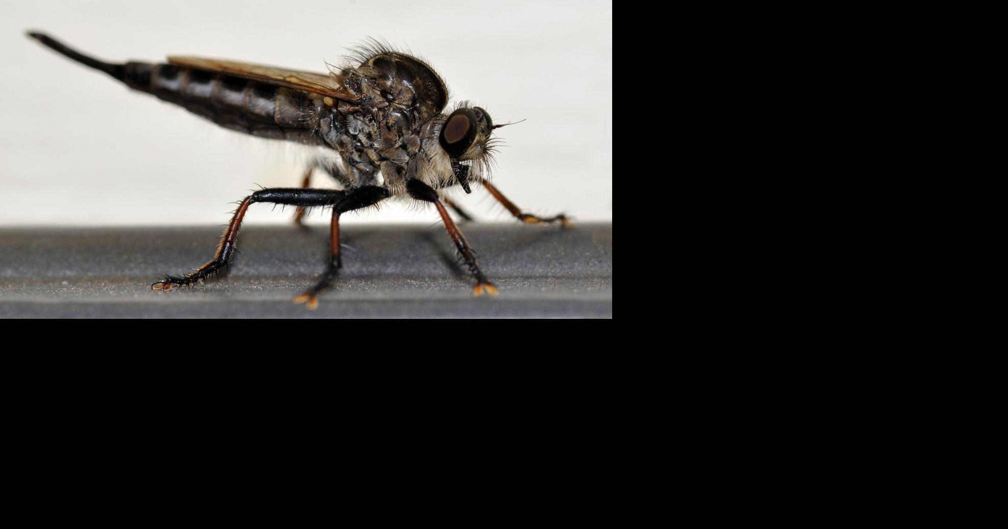 robber fly order