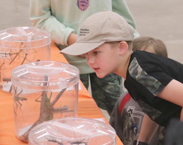Insects a part of county fair reflections | Local News ...